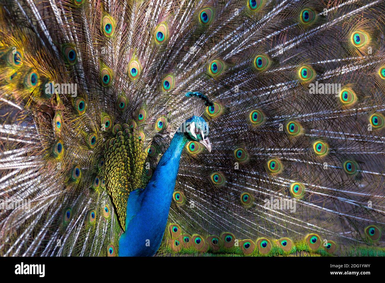 Peacock design hi-res stock photography and images - Alamy