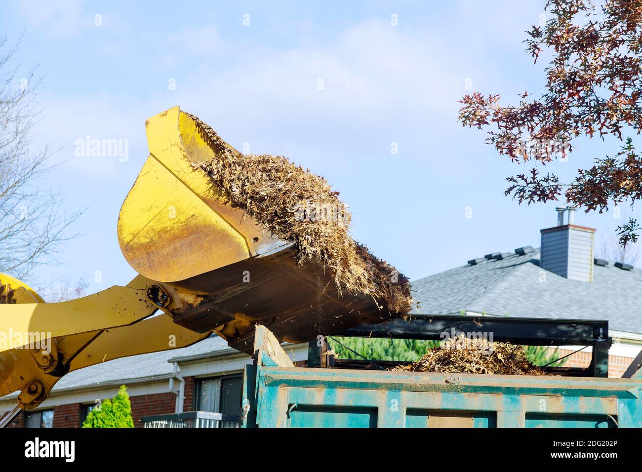 The city improvement teamwork on loading fallen leaves with a tractor ...