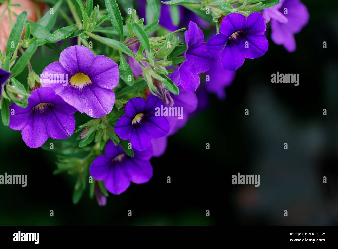 Outdoor violets hi-res stock photography and images - Alamy