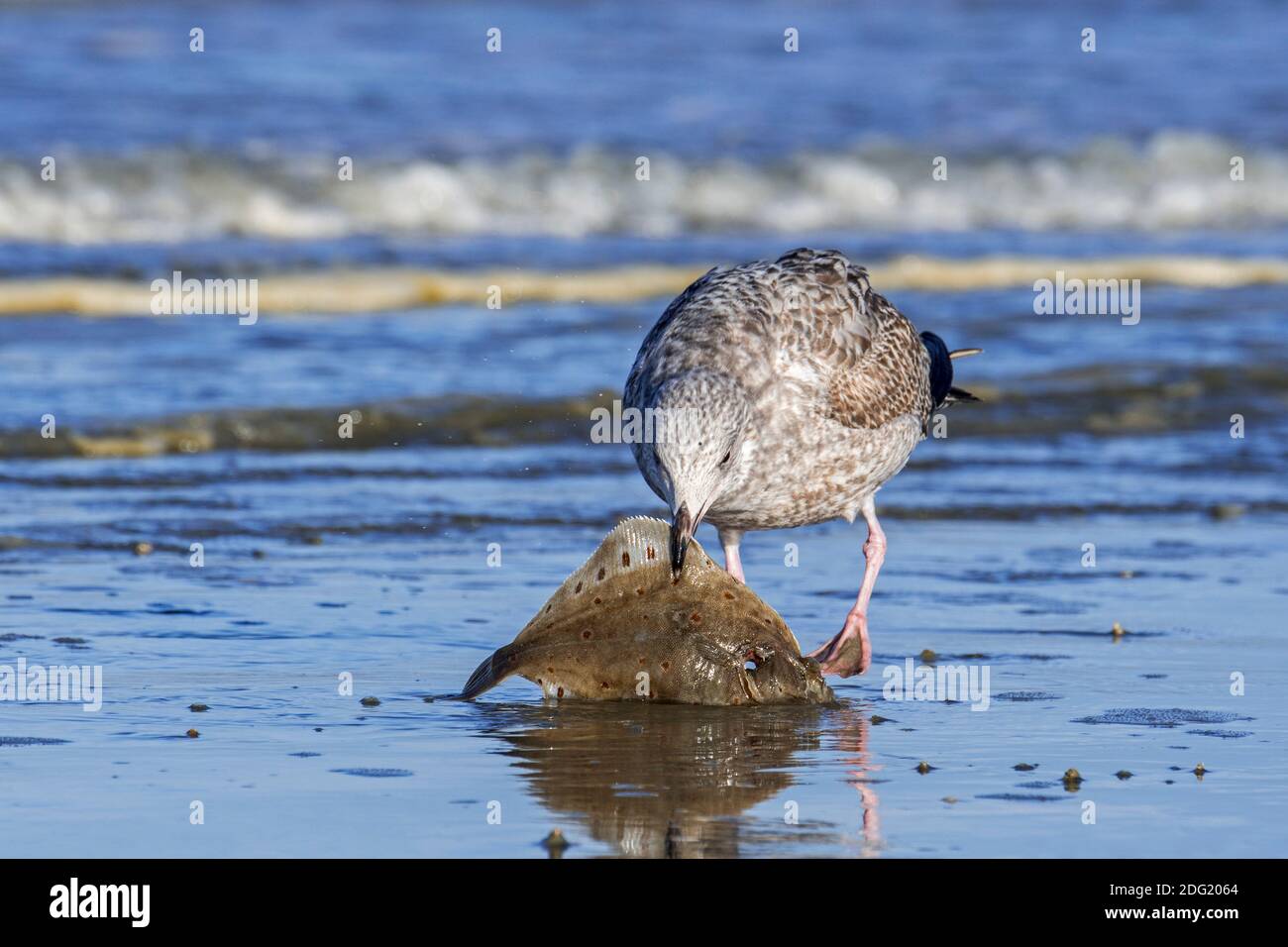 Plaice fish hi-res stock photography and images - Alamy