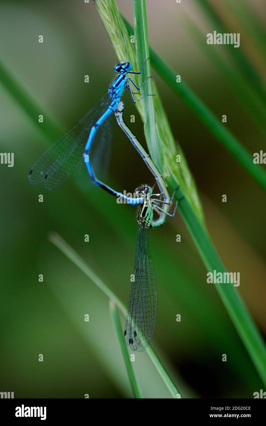 Dragonflies couple hoch Stock Photo - Alamy