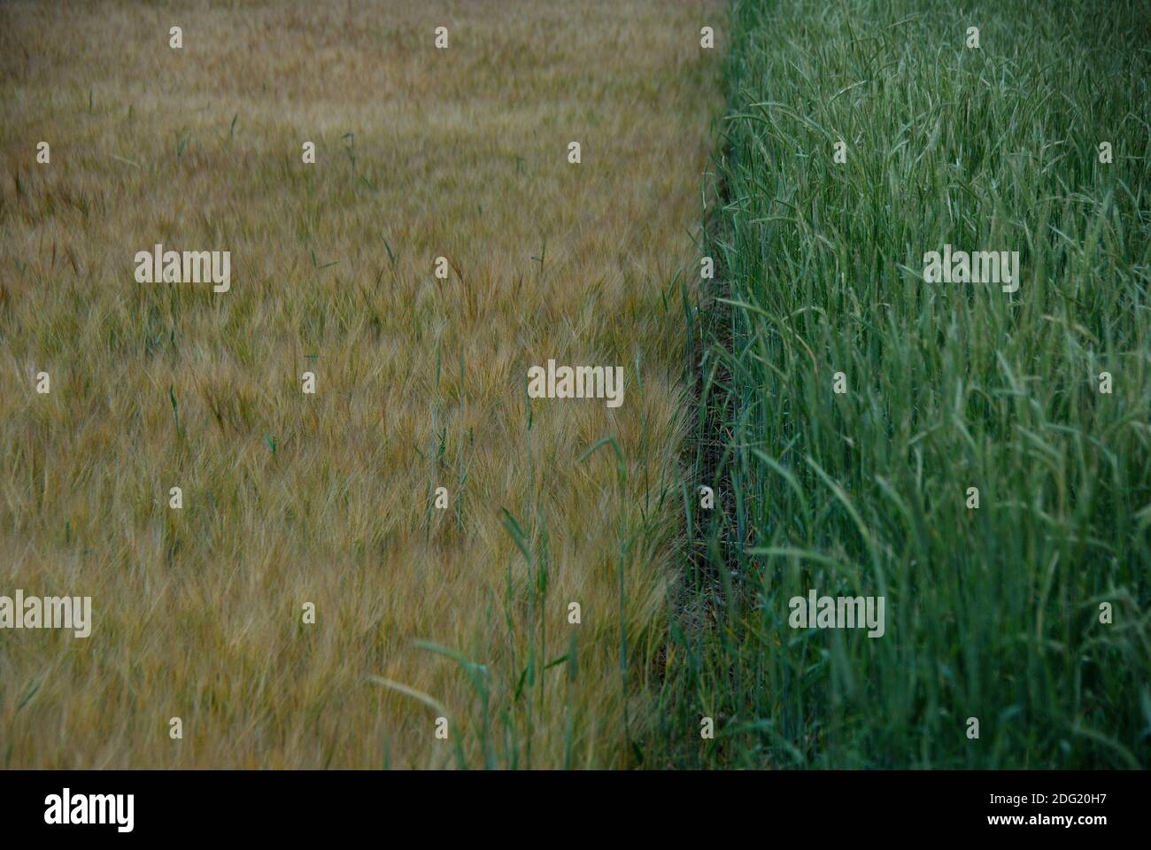Wheat and rye cut Stock Photo - Alamy