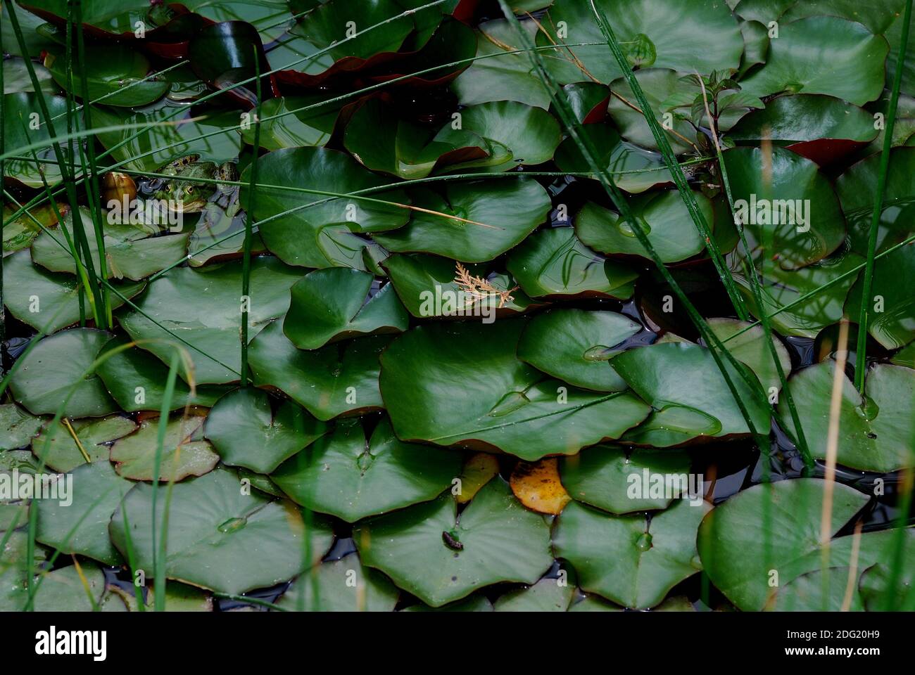 Hidden detail hi-res stock photography and images - Alamy
