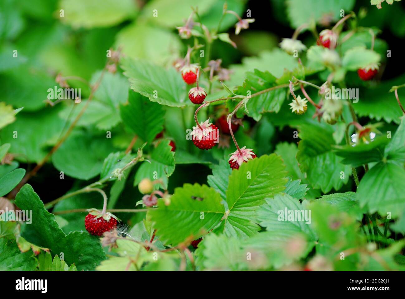 Four headed hi-res stock photography and images - Alamy