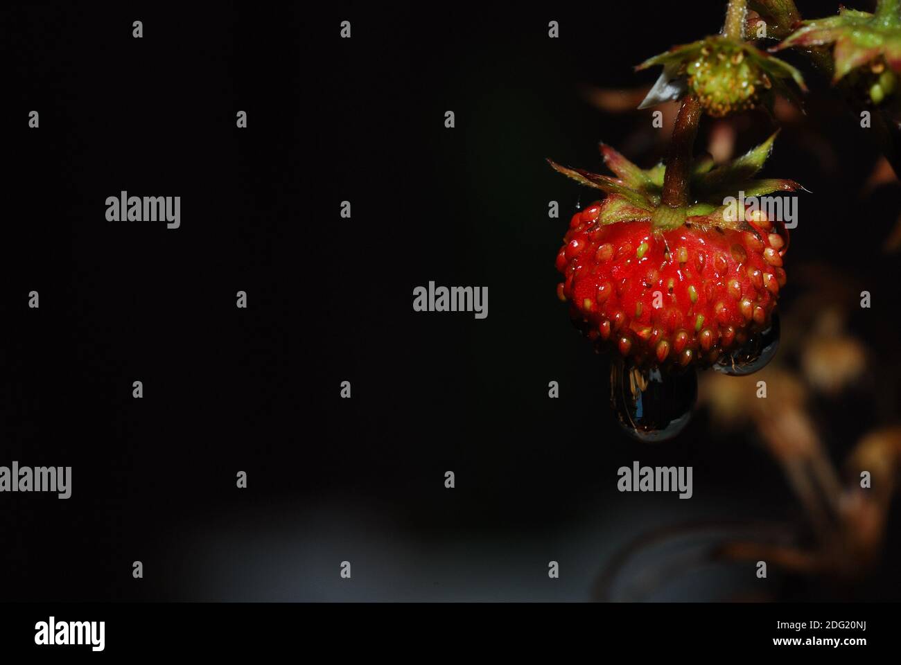Wild strawberry and drip Stock Photo - Alamy