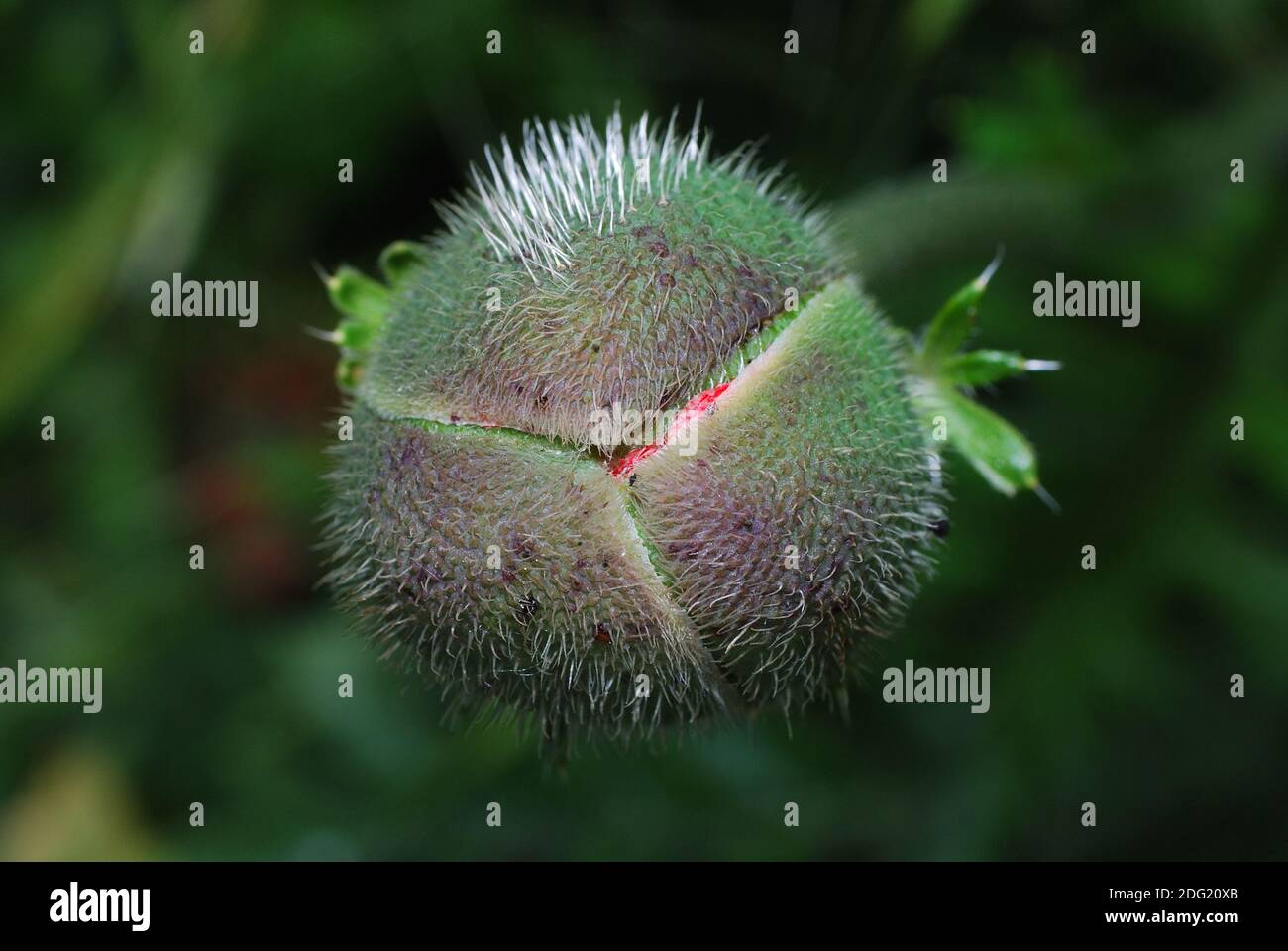 Poppy bud large view Stock Photo - Alamy