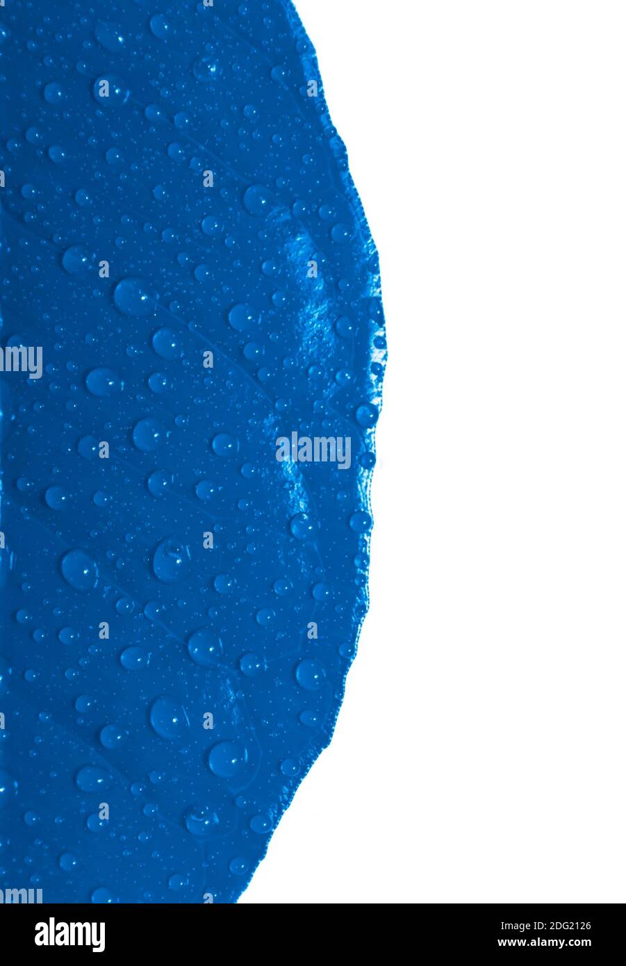 Blue leaf with drops of water isolated Stock Photo - Alamy
