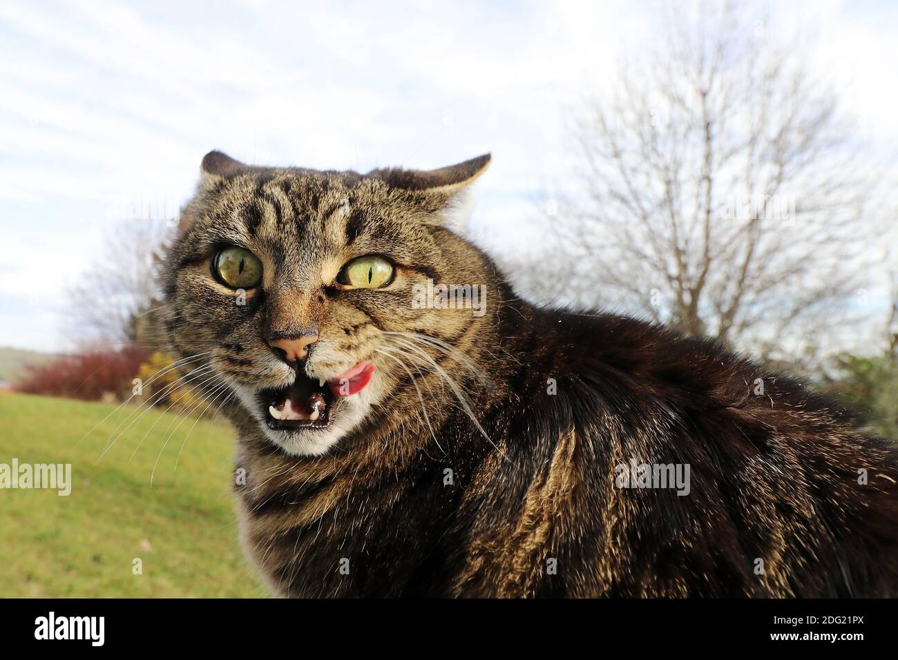 A little fat cat licks his mouth Stock Photo - Alamy