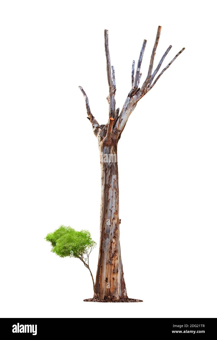 Knot tree Cut Out Stock Images & Pictures - Alamy