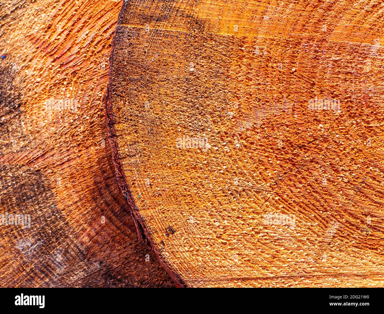 Pine tree trunk cross section surface texture. The spread of the tree ...