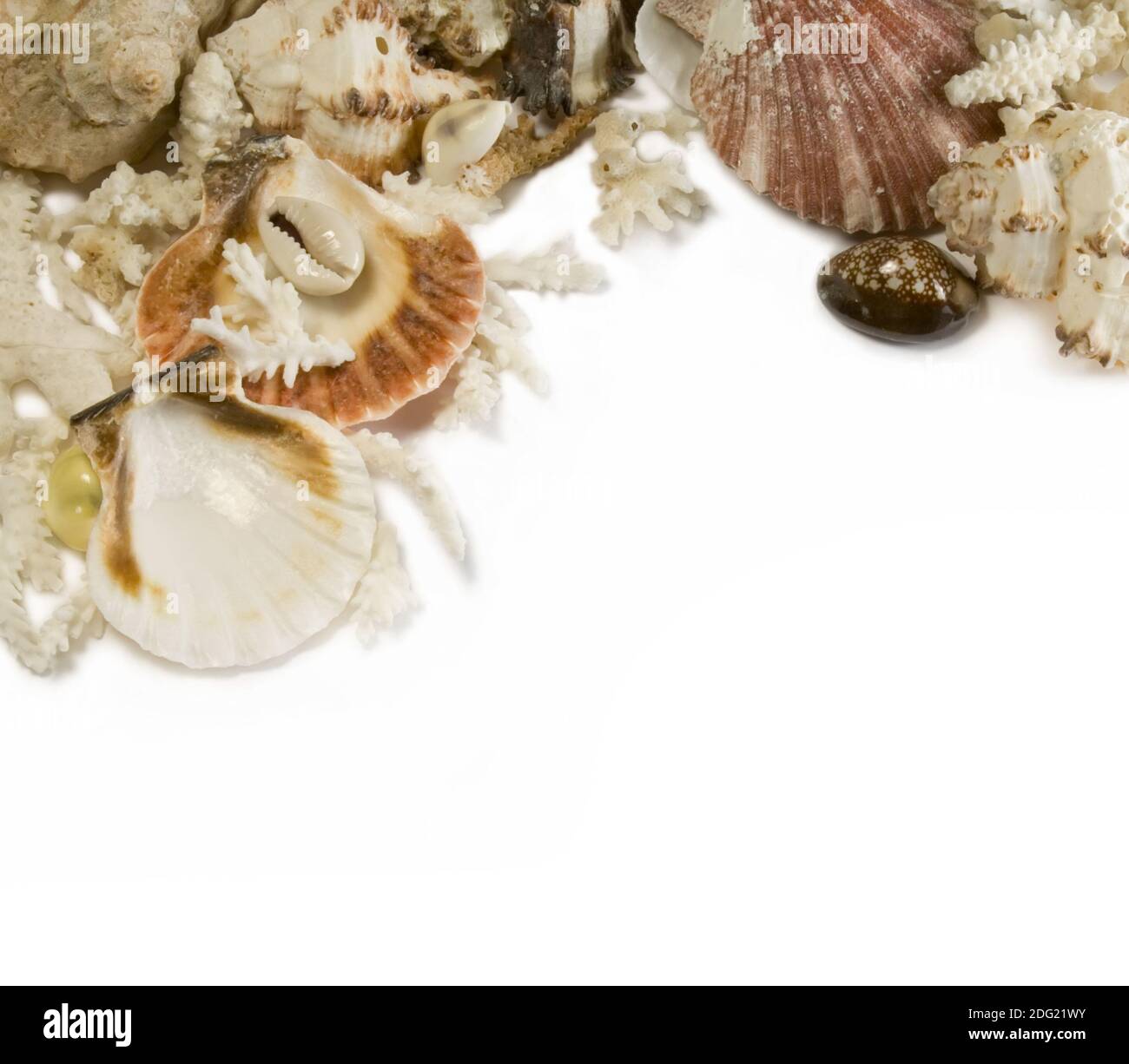 Group of sea shells and corals isolated Stock Photo - Alamy