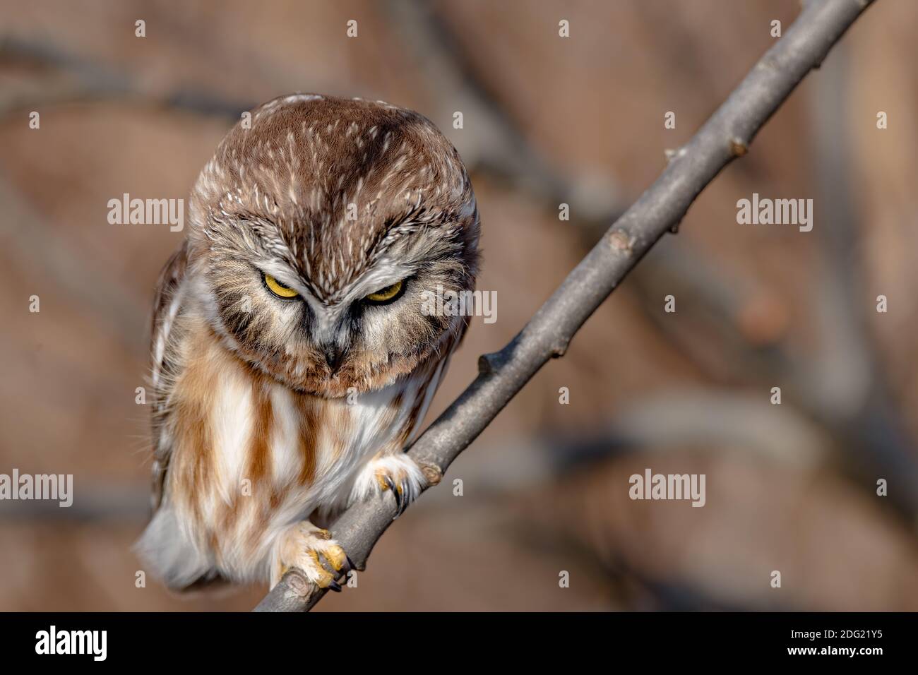 Northern Saw-Whet Owl Stock Photo - Alamy