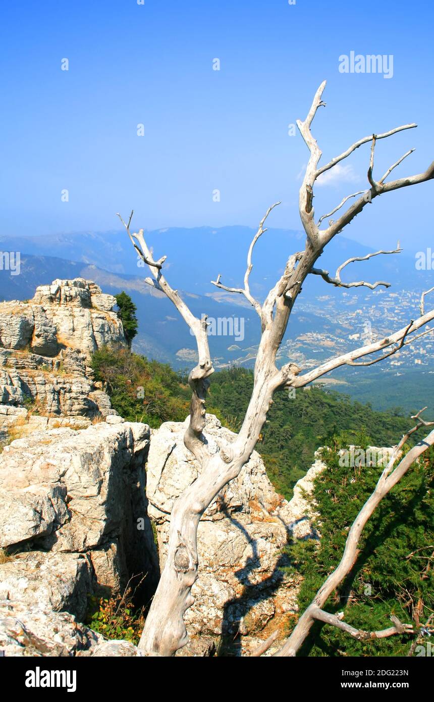 Tree on the top of the mountain Stock Photo - Alamy