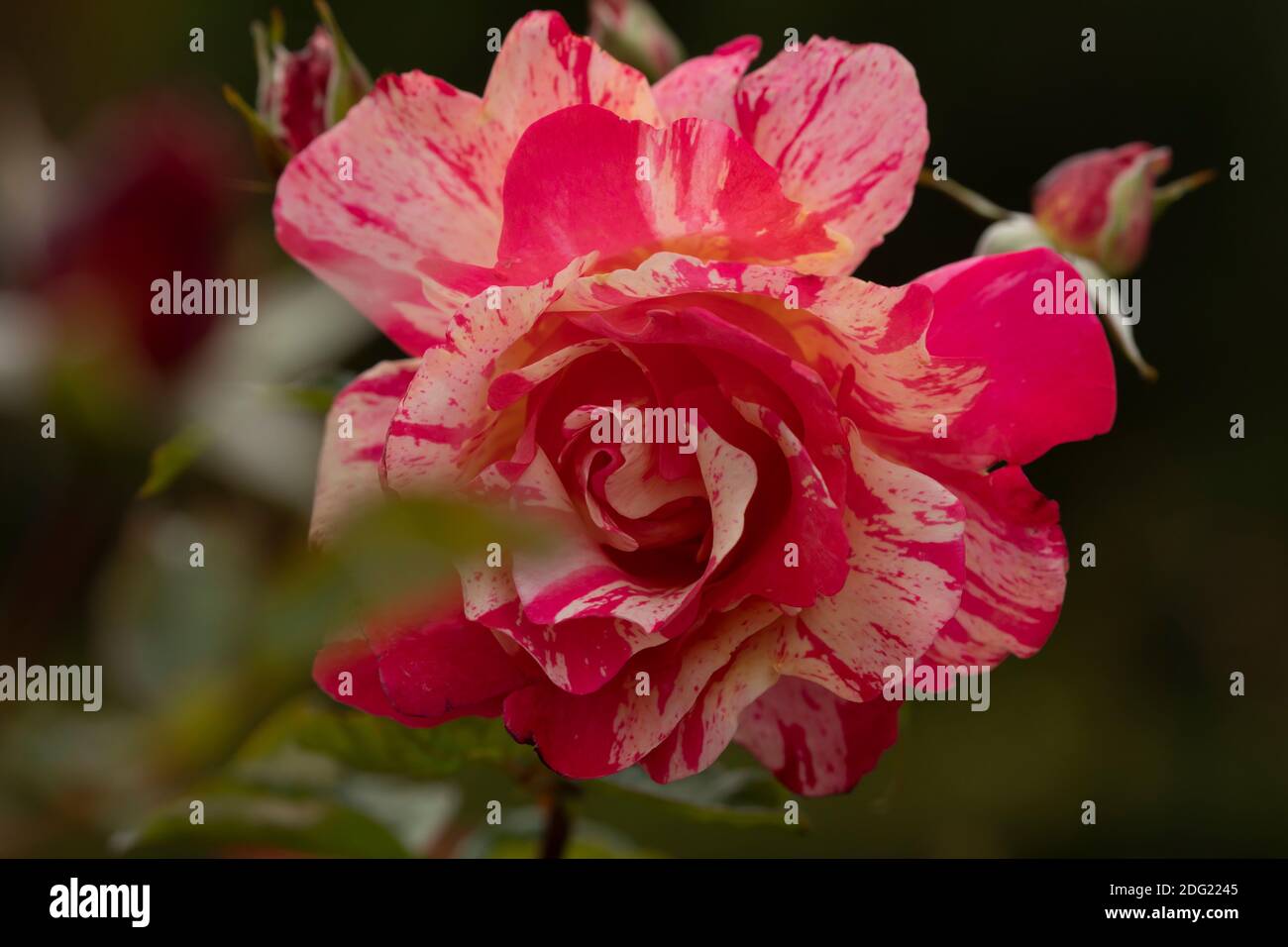 Photograph of a mottled rose, on a cloudy autumn day, in the area of ...