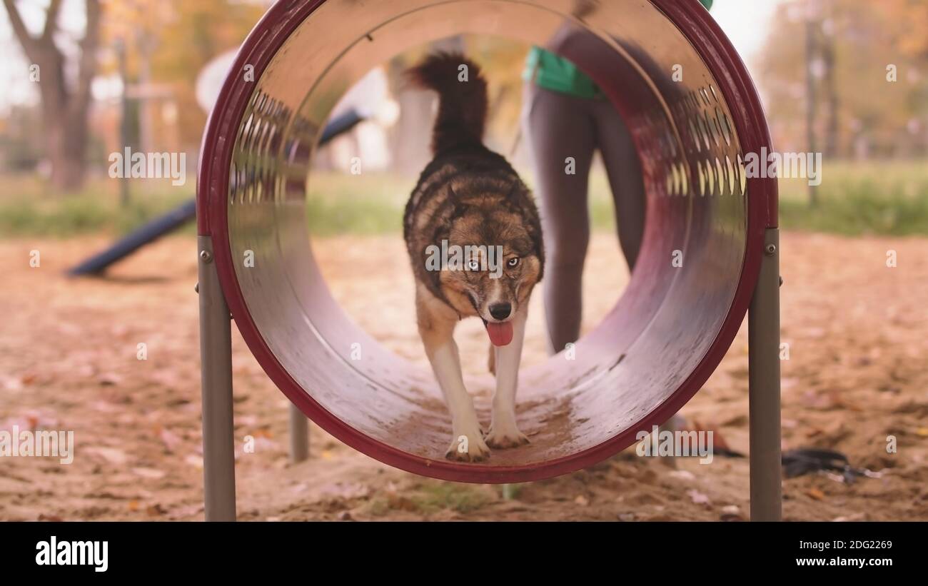 West siberian laika walking through the agility tunnel. Dog training ...