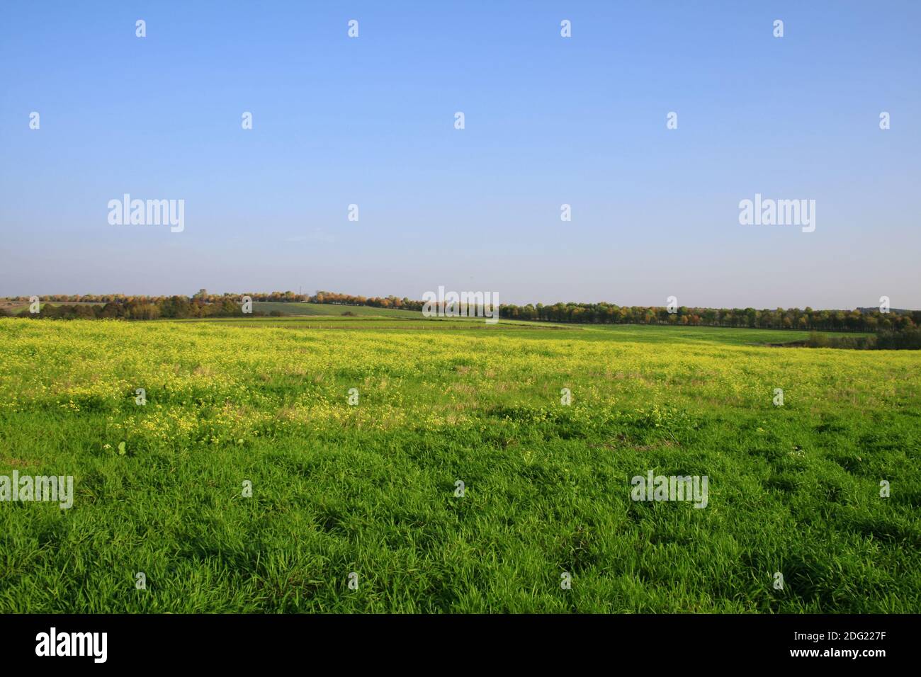 Green field with blue sky Stock Photo - Alamy