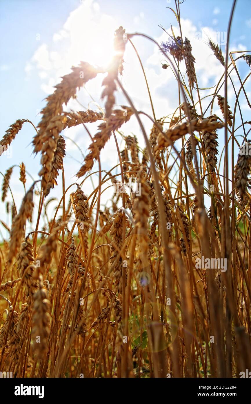 Wheat head hi-res stock photography and images - Alamy