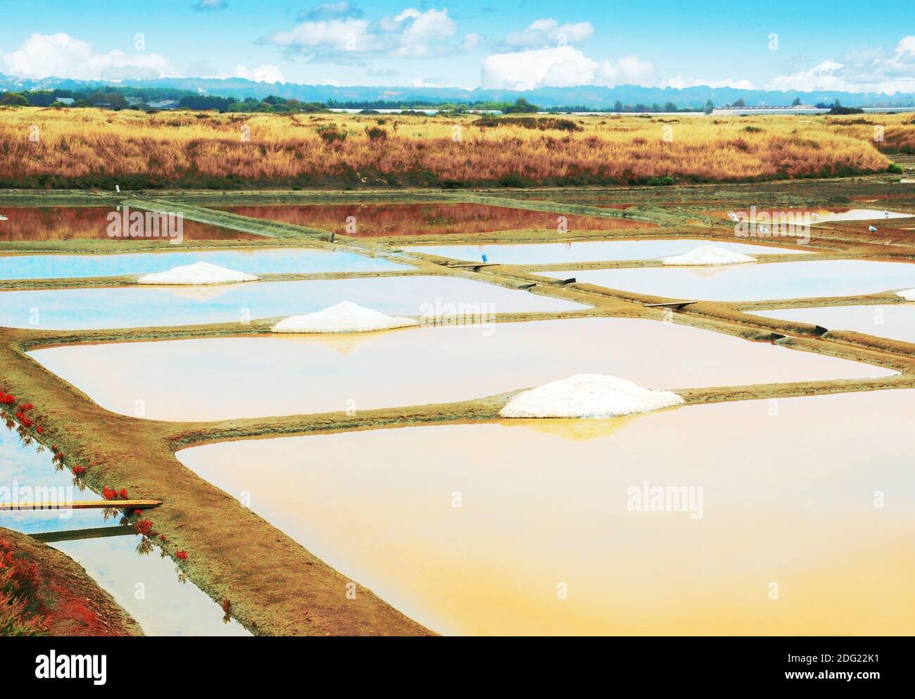Salt production in the salt marshes of Guérande, Brittany, France Stock ...