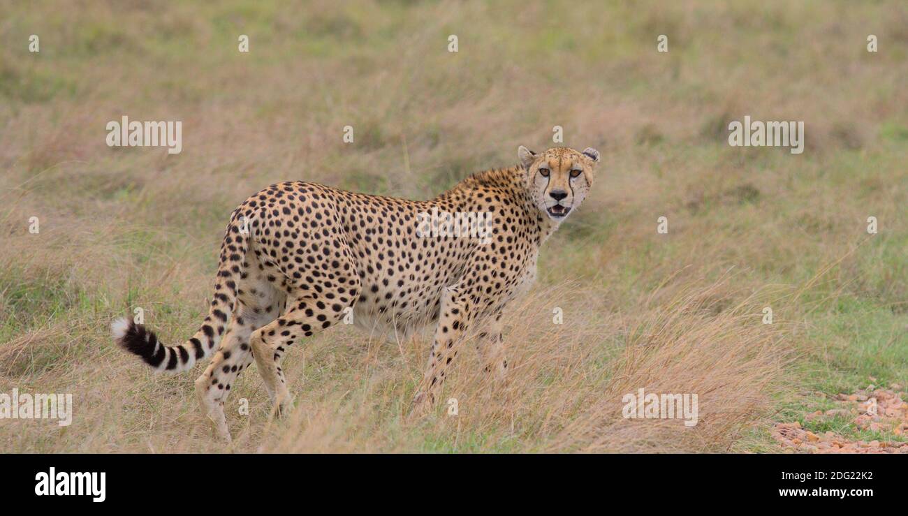 cheetah walking and looking back with head turned in the wild masai ...