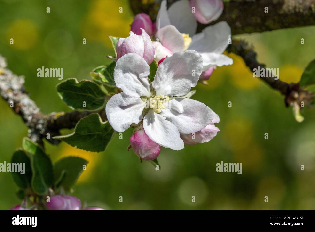 Apfelbaum bluht hi-res stock photography and images - Alamy