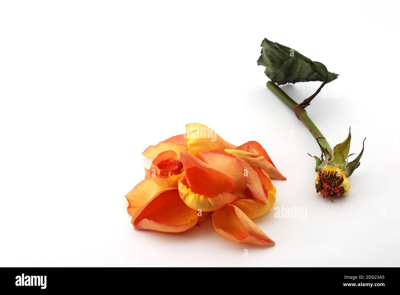 Rose faded hi-res stock photography and images - Alamy