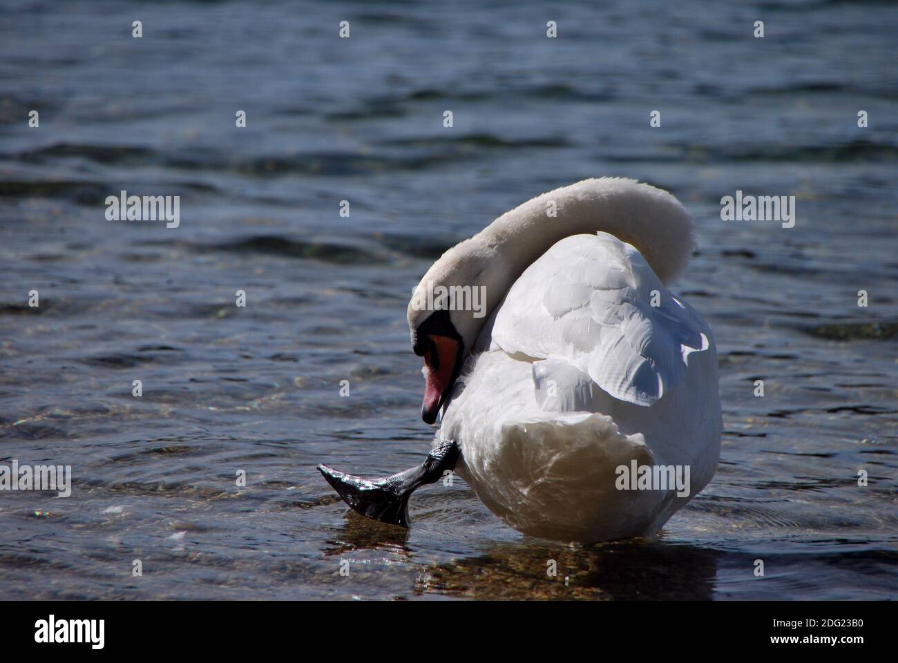 White swan in the water at the lake lifts a foot Stock Photo - Alamy
