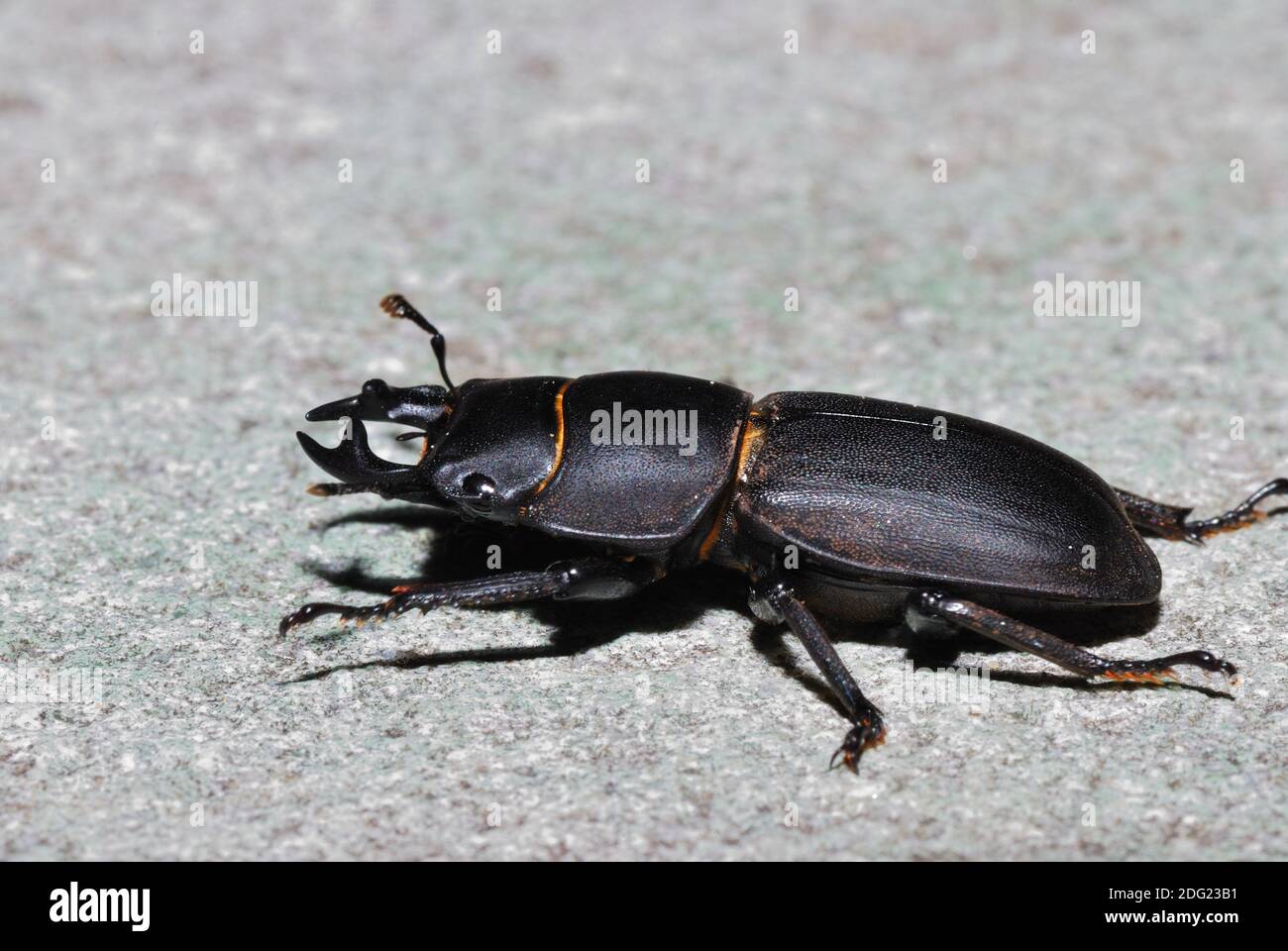 Female stag beetle hi-res stock photography and images - Alamy