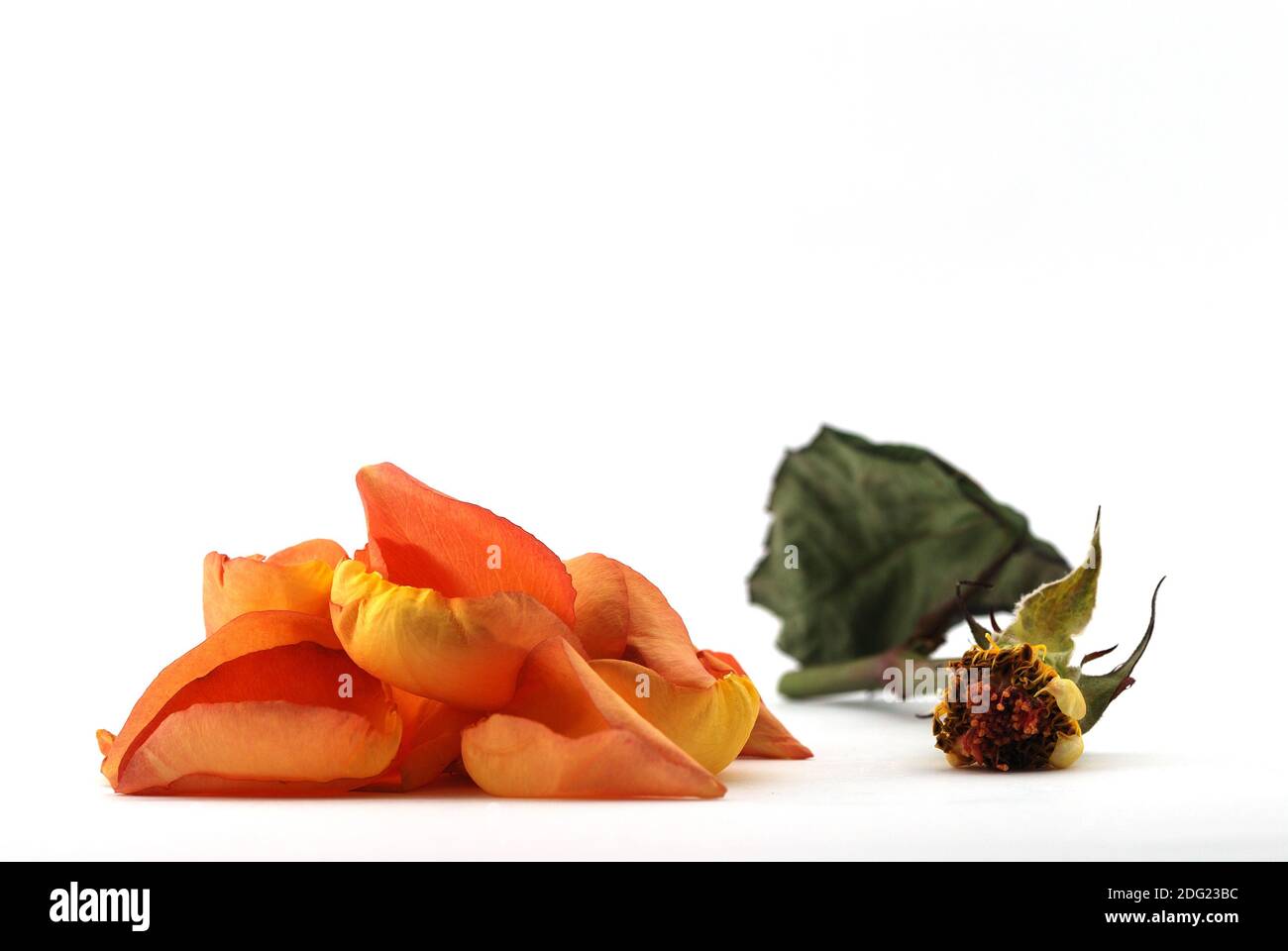 Bold pink hi-res stock photography and images - Alamy