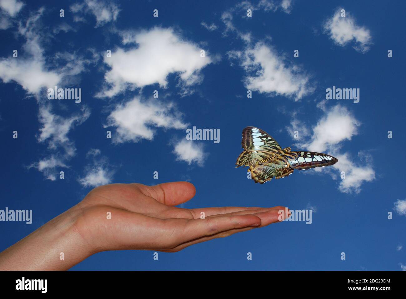 Hand left with sky butterfly Stock Photo - Alamy