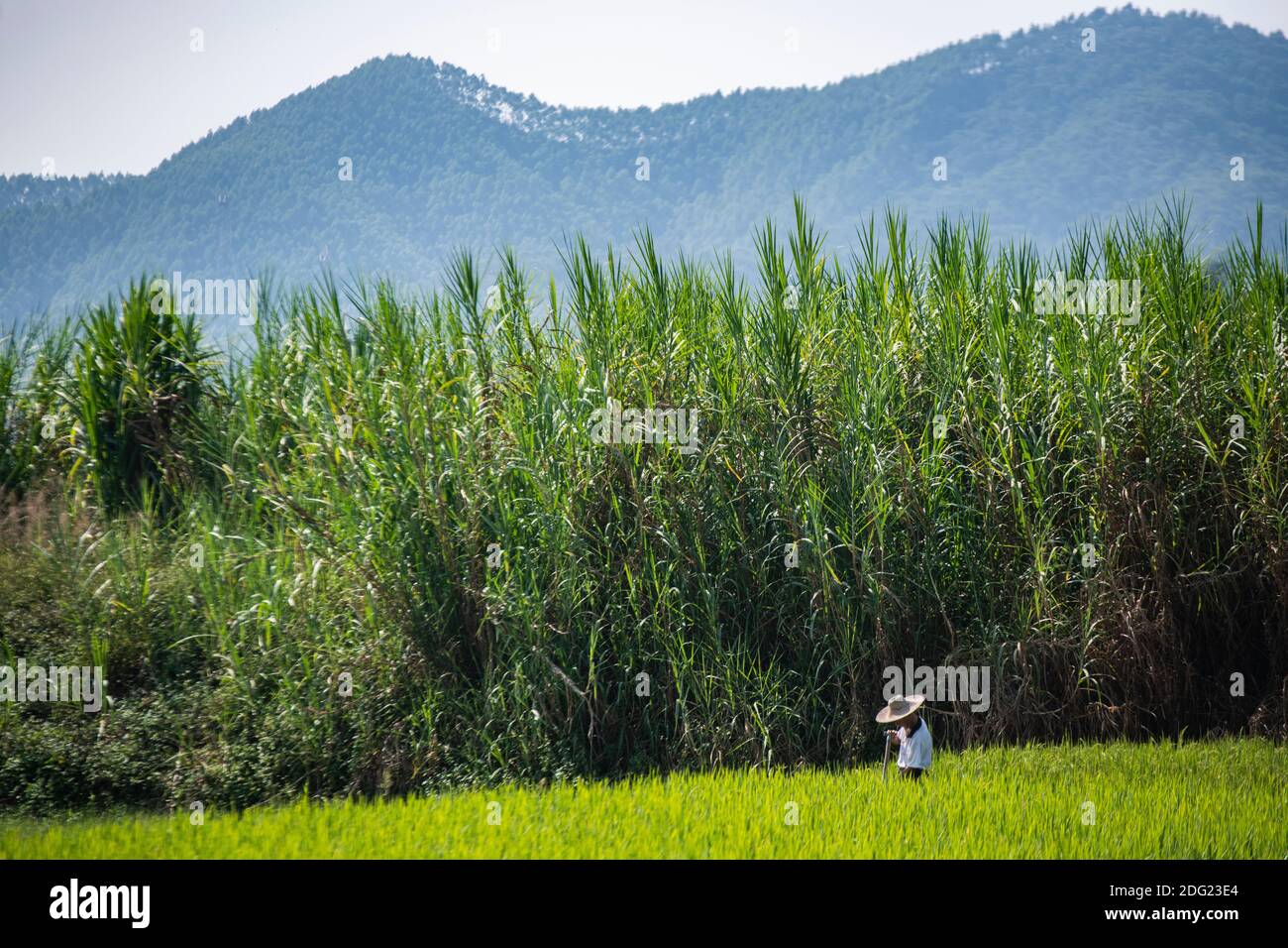 A farmer tens his rice plants in rural China - organic, subsistence ...