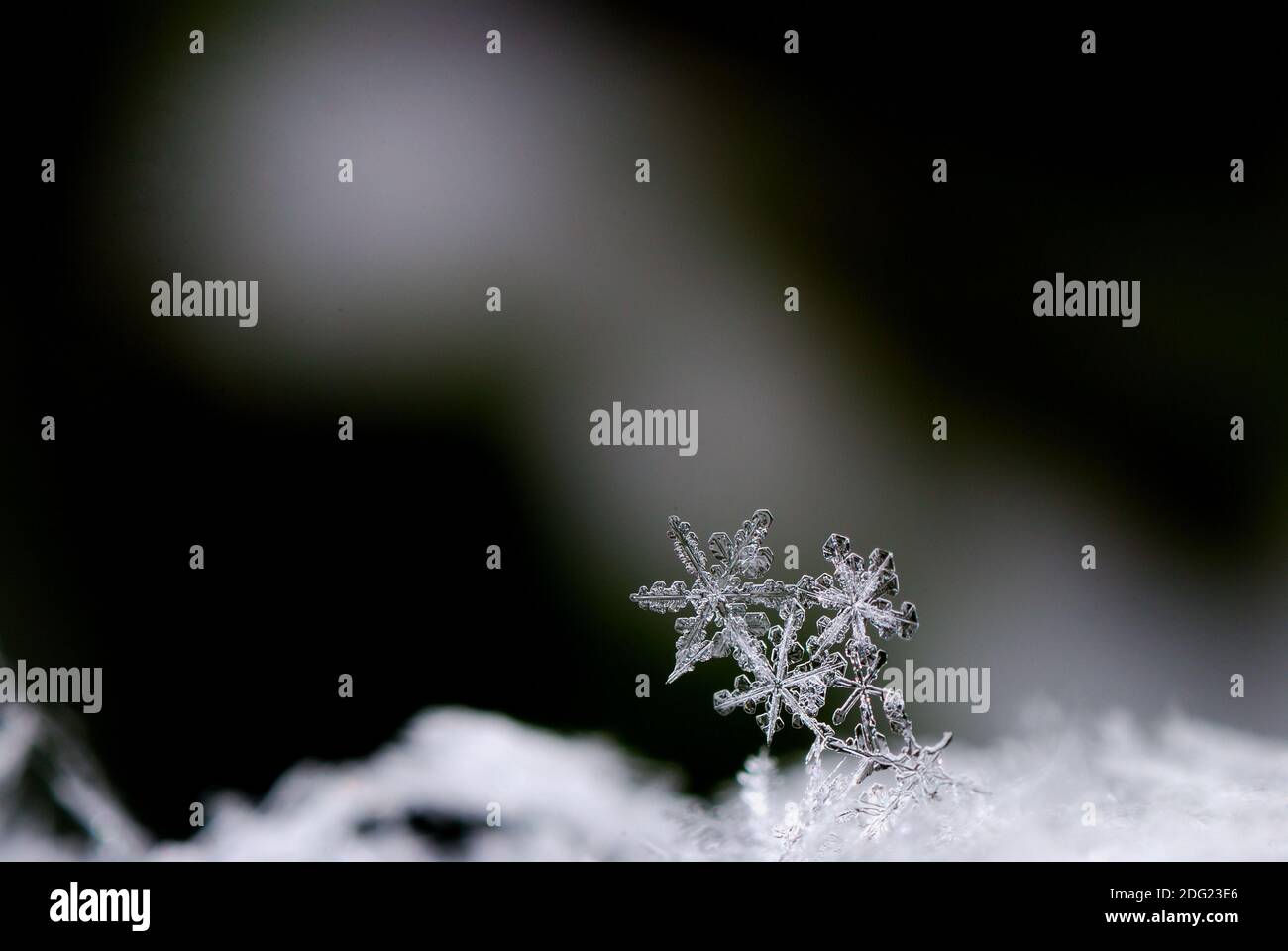 Three snow crystals Stock Photo - Alamy