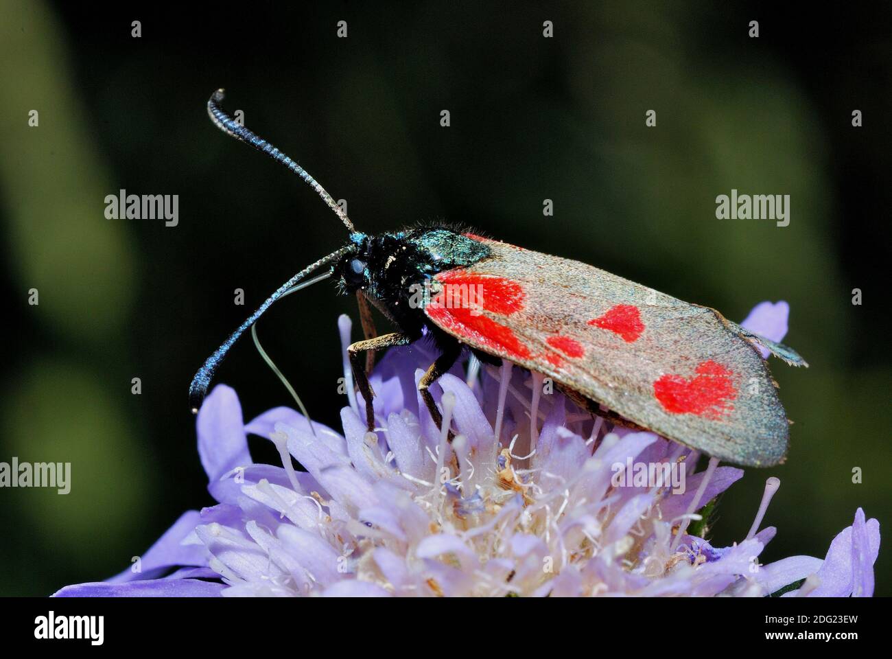 Colourful beetle hi-res stock photography and images - Alamy