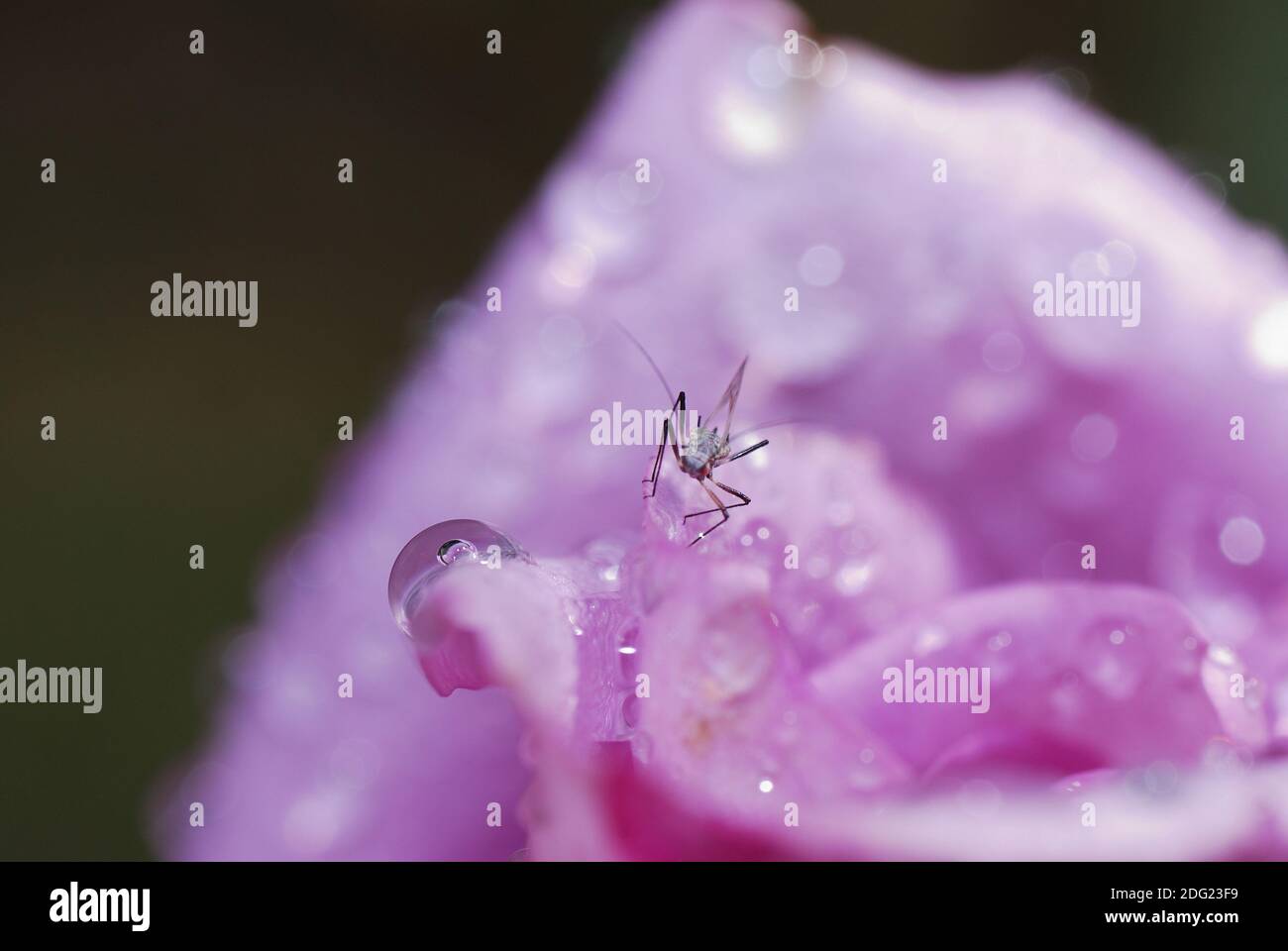 Beautiful insect hi-res stock photography and images - Alamy