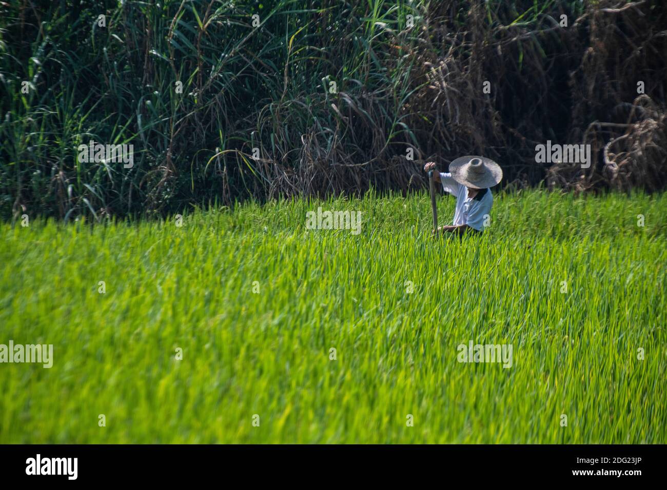 A farmer tens his rice plants in rural China - organic, subsistence ...