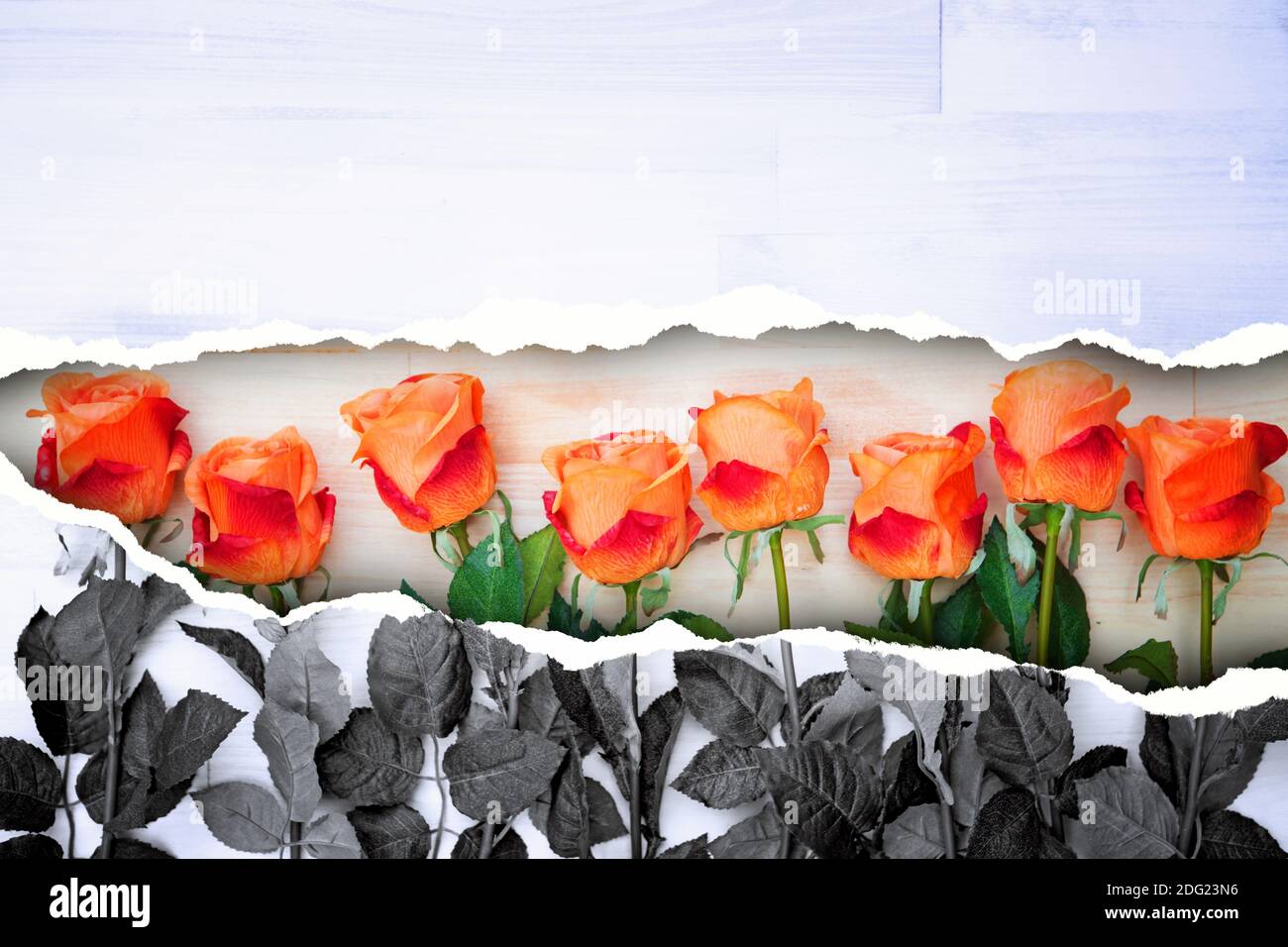 beautiful orange roses lined up in a row on torn paper Stock Photo - Alamy
