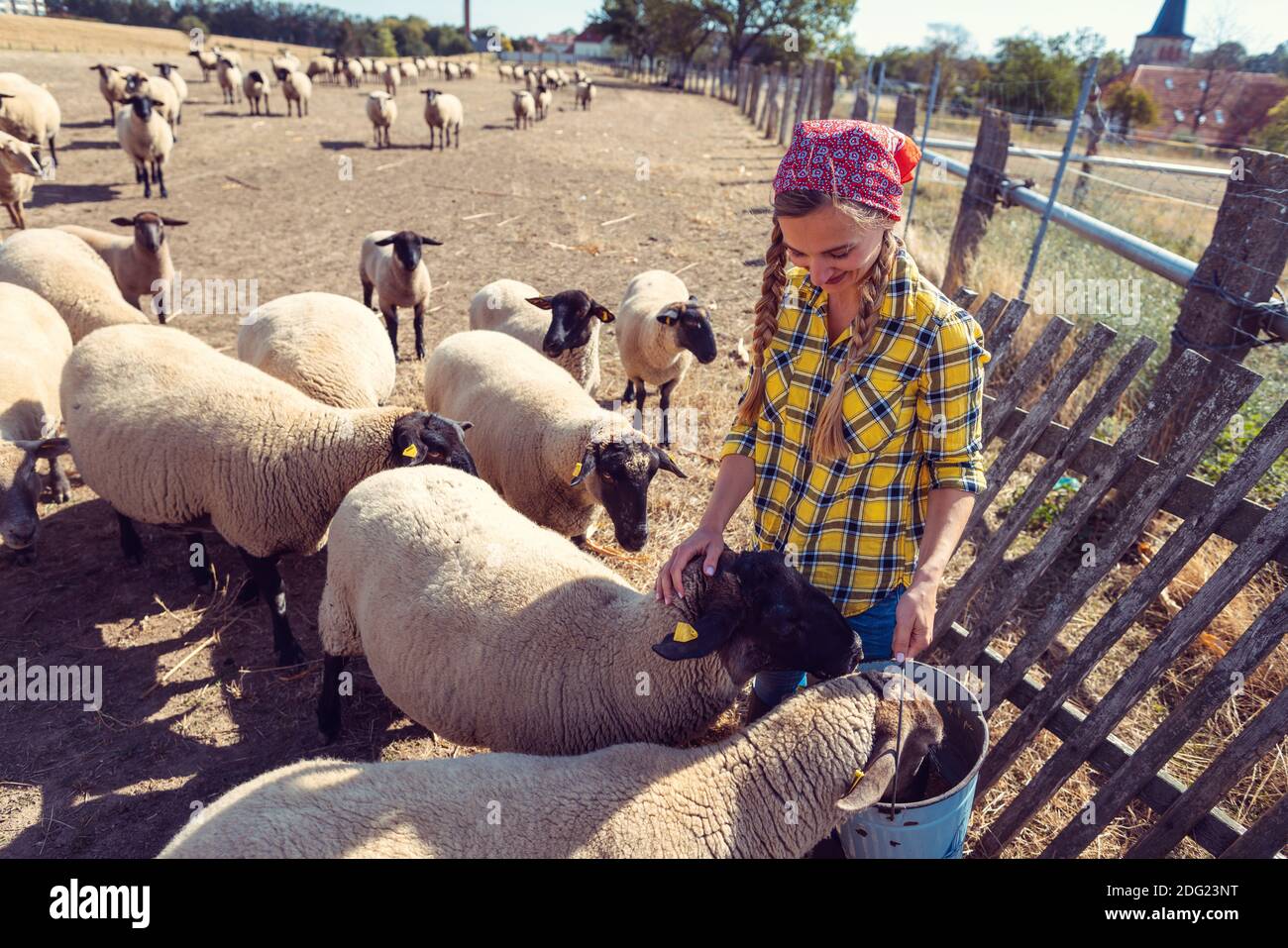 Woman herding sheep hi-res stock photography and images - Alamy