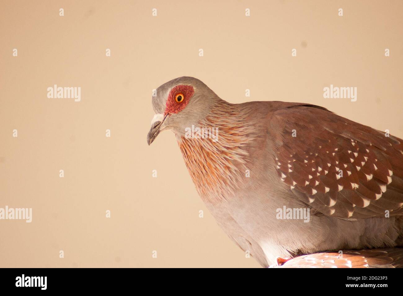 A single adorable dove staring attentively with red eyes Stock Photo ...