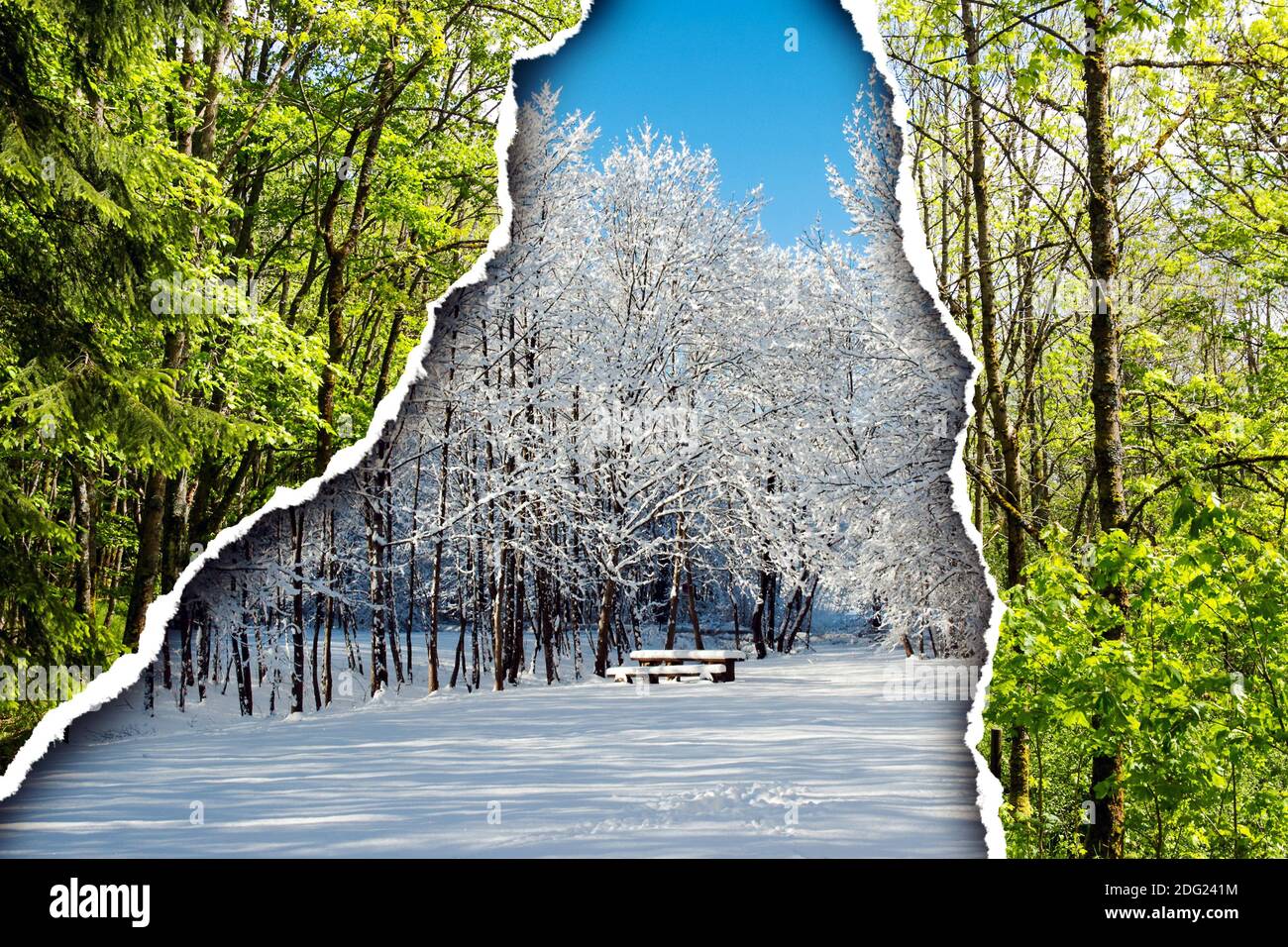 forest in winter with snow and in summertime on torn paper Stock Photo ...