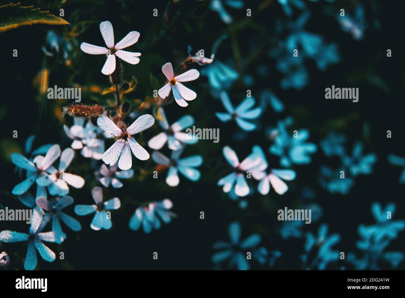 Pyramidal Saxifrage Saxifraga Cotyledon High Resolution Stock ...