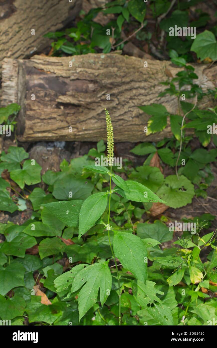 Perennial Ragweed High Resolution Stock Photography and Images - Alamy