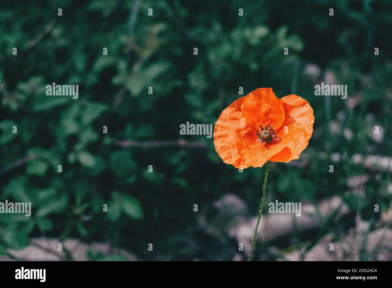 a single red poppy seen up close in nature Stock Photo - Alamy