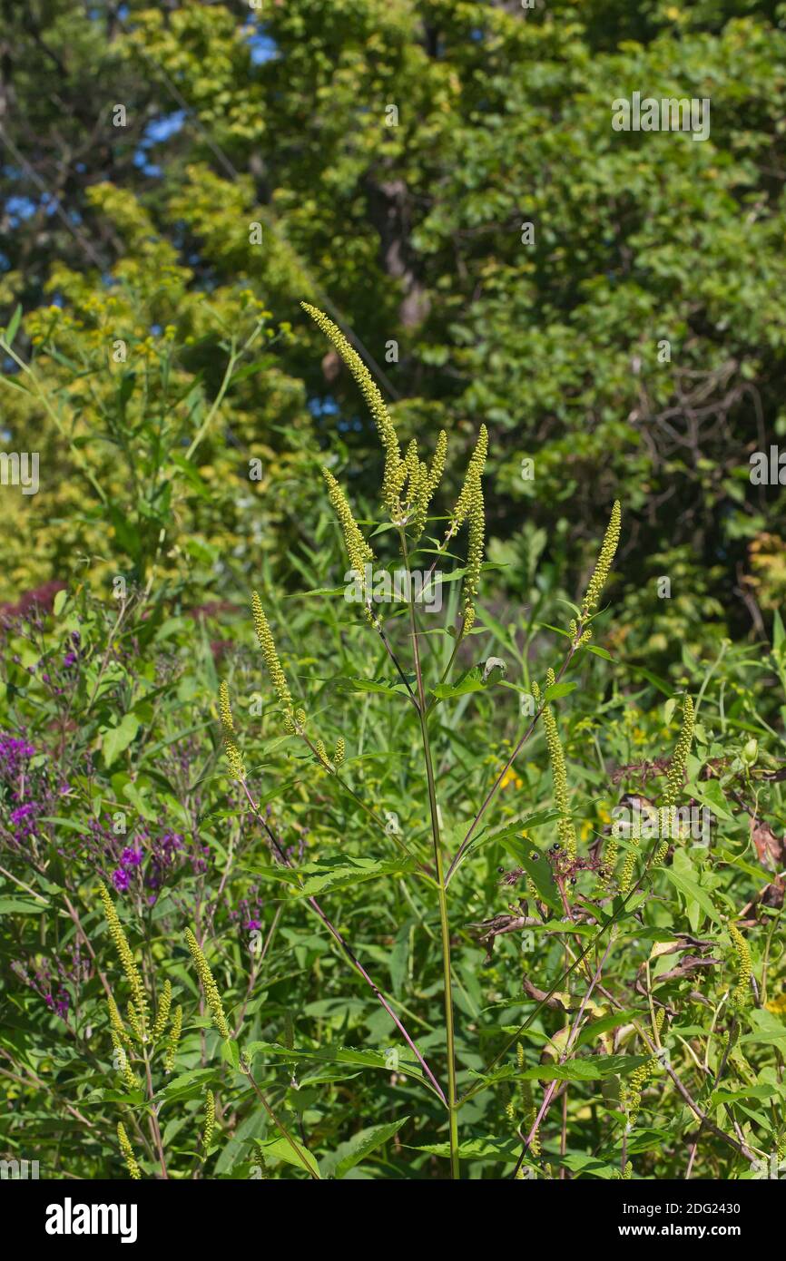 Ragweed High Resolution Stock Photography and Images - Alamy