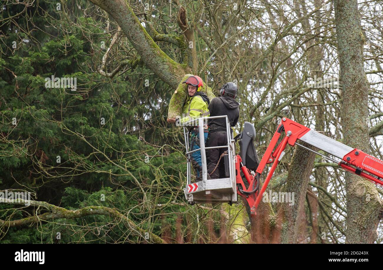 Hampshire, England, UK. 2020. Tree surgeons felling an Ash tree from an ...