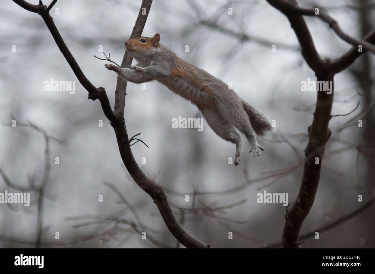 Gray squirrel jumping hi-res stock photography and images - Alamy