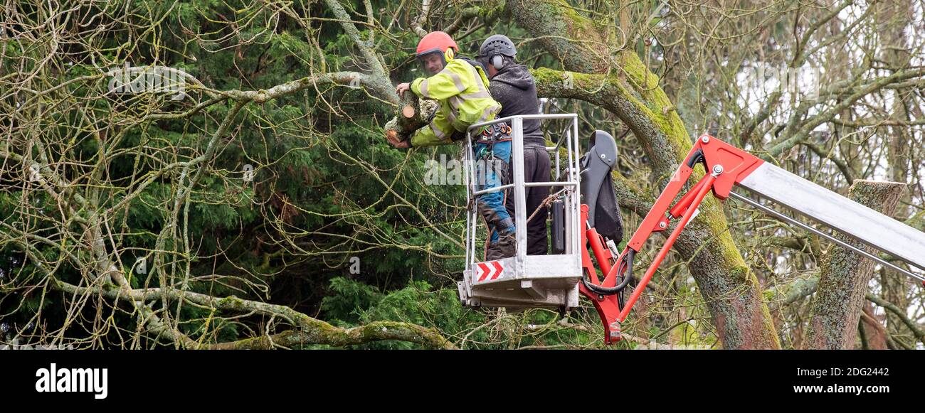 Hampshire, England, UK. 2020. Tree surgeons felling an Ash tree from an ...