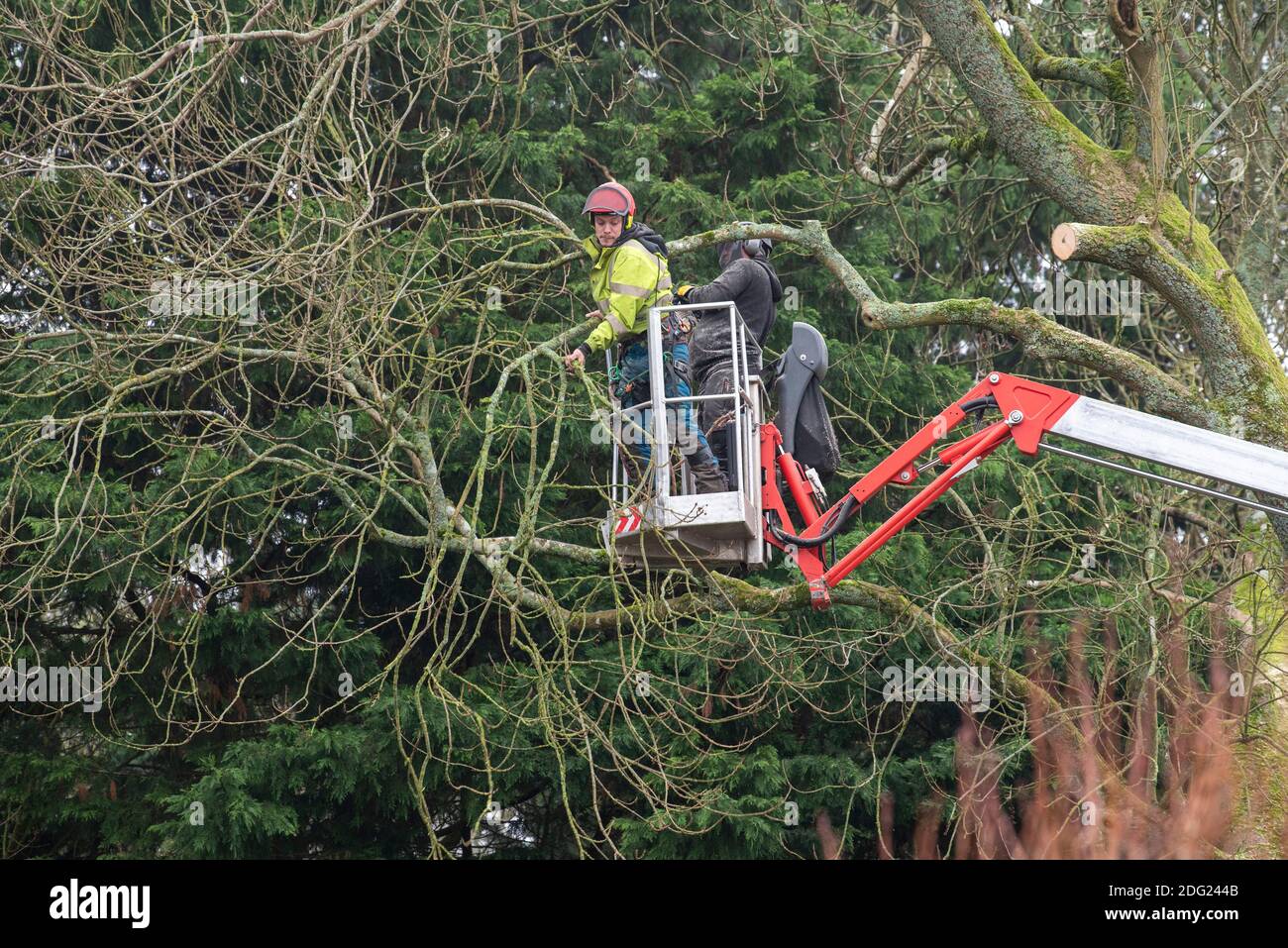 Hampshire, England, UK. 2020. Tree surgeons felling an Ash tree from an ...