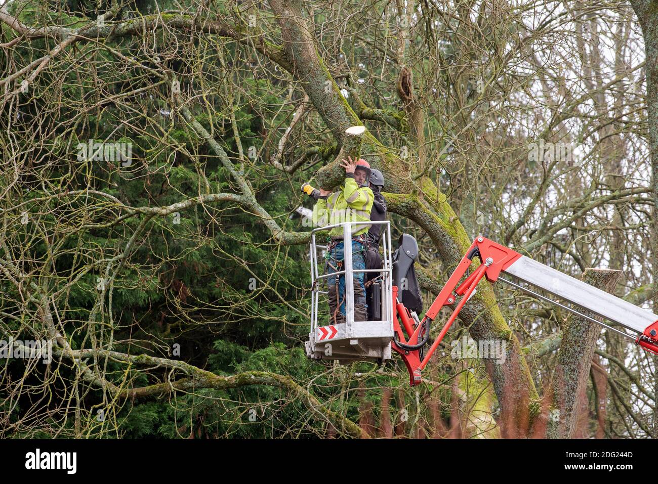 Hampshire, England, UK. 2020. Tree surgeons felling an Ash tree from an ...