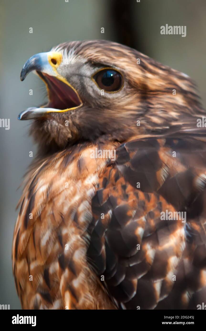 Raptor hawk hi-res stock photography and images - Alamy