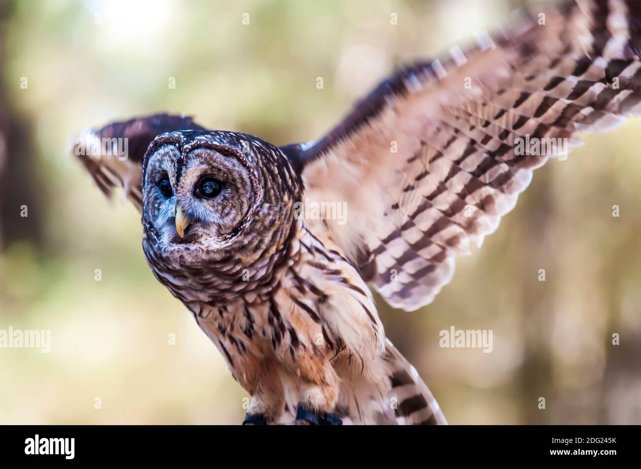 Owls are the order Stock Photo - Alamy
