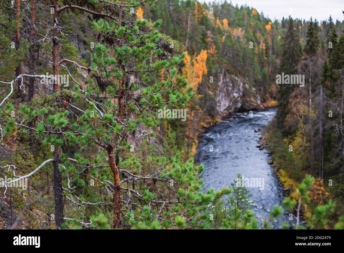 Autumn view of Oulanka National Park, landscape, a finnish national park in the Northern ...